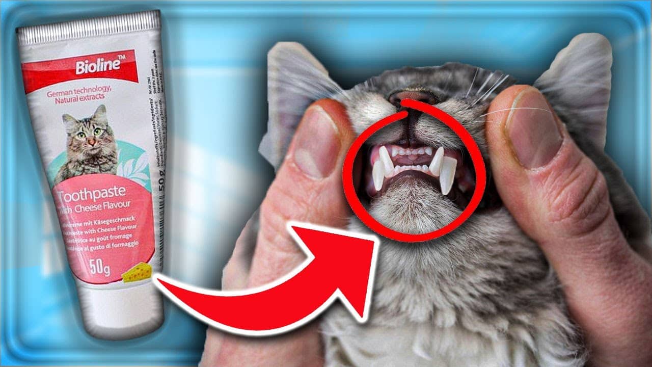 “Pawsitively Purrfect: Why Cat Toothpaste is the Secret to Your Feline ...