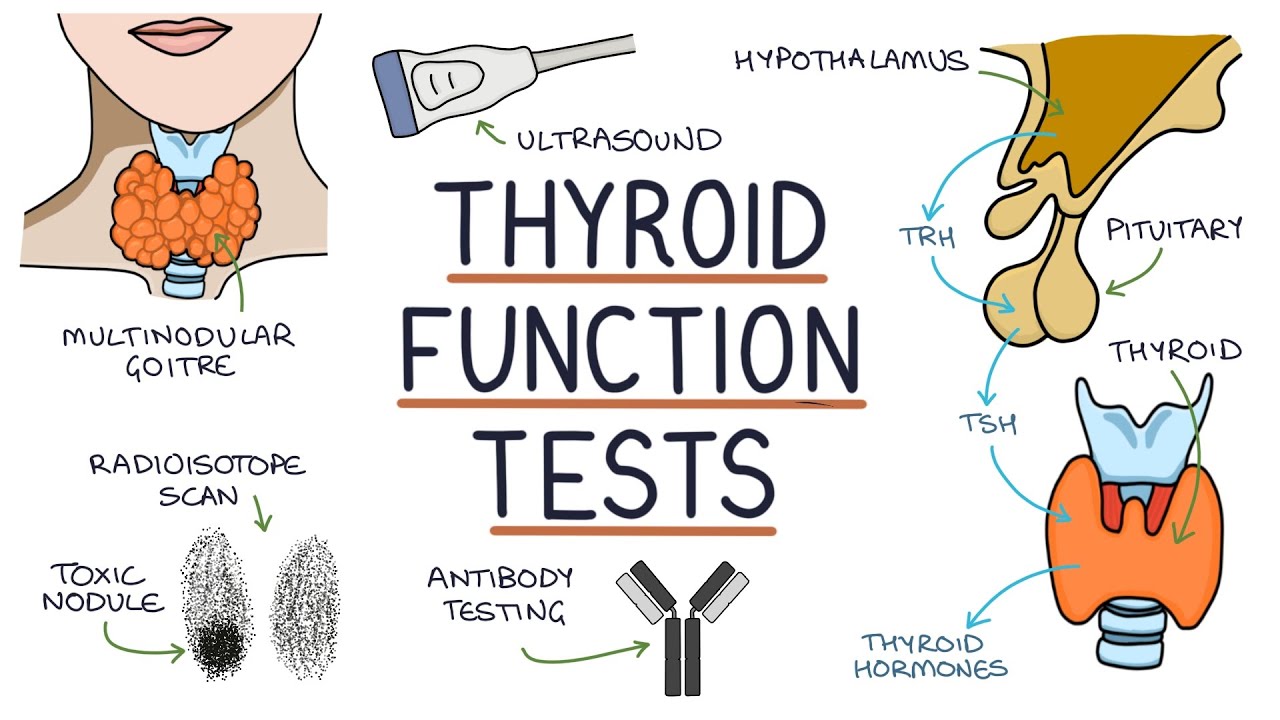 Unlock the Mystery: What Your Thyroid Function Test Normal Values ...